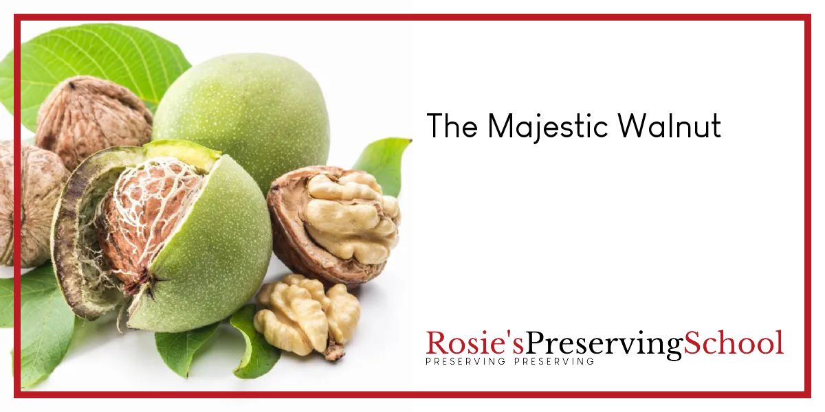 English walnuts, any walnuts make great preserves - learn how in our ...